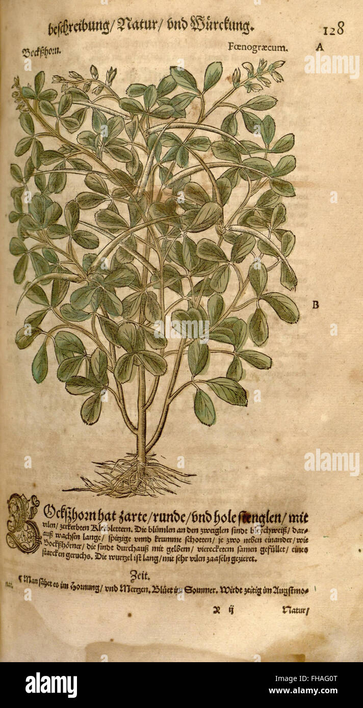 A botanical and medical work detailing medicinal plants, based on ...