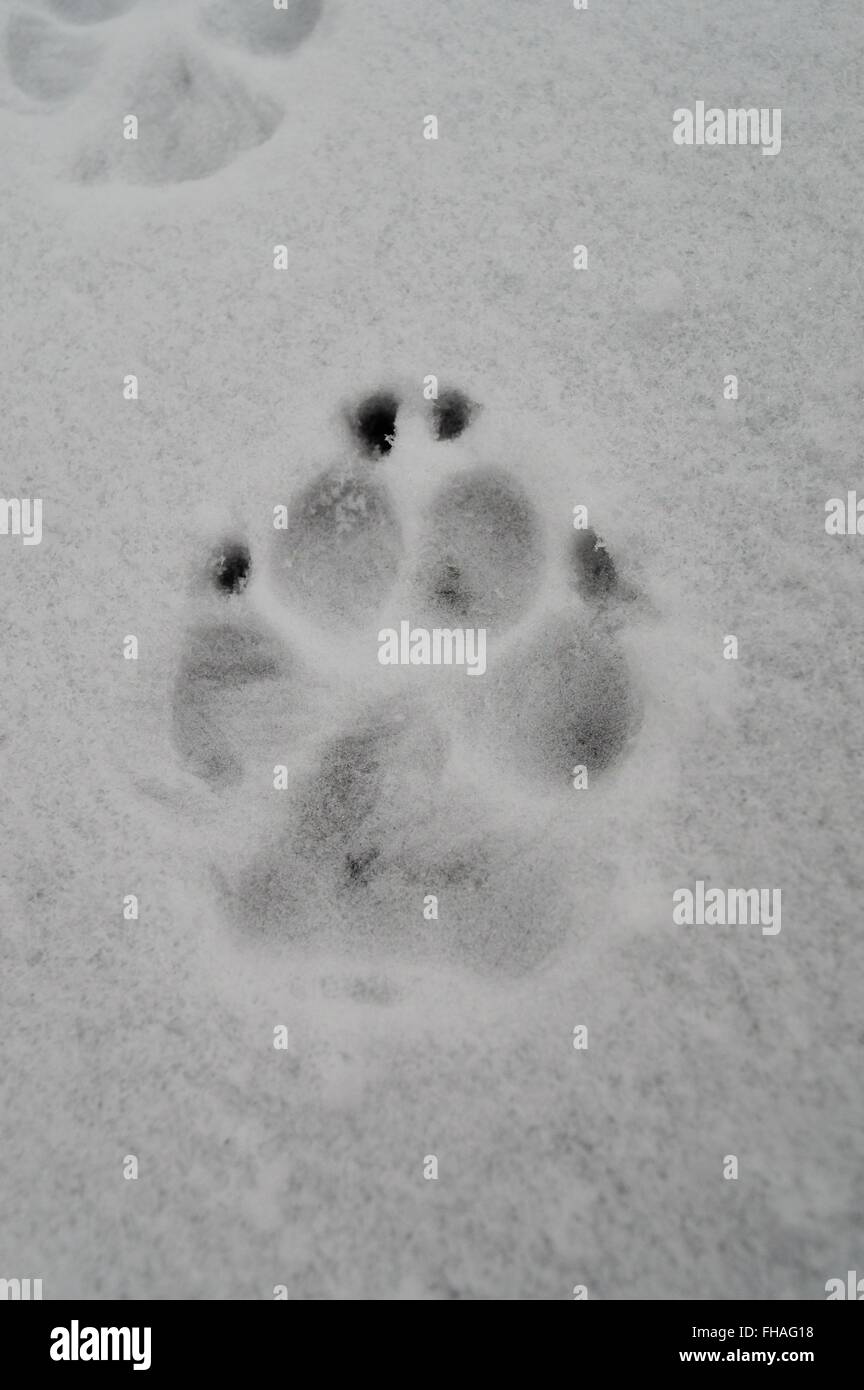 Canine track hi-res stock photography and images - Alamy