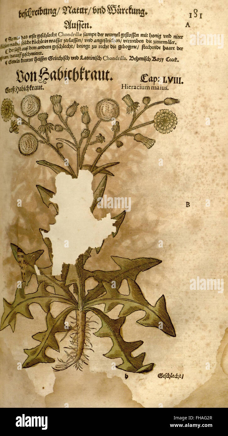 A comprehensive dictionary of new creatures, focusing on the ...