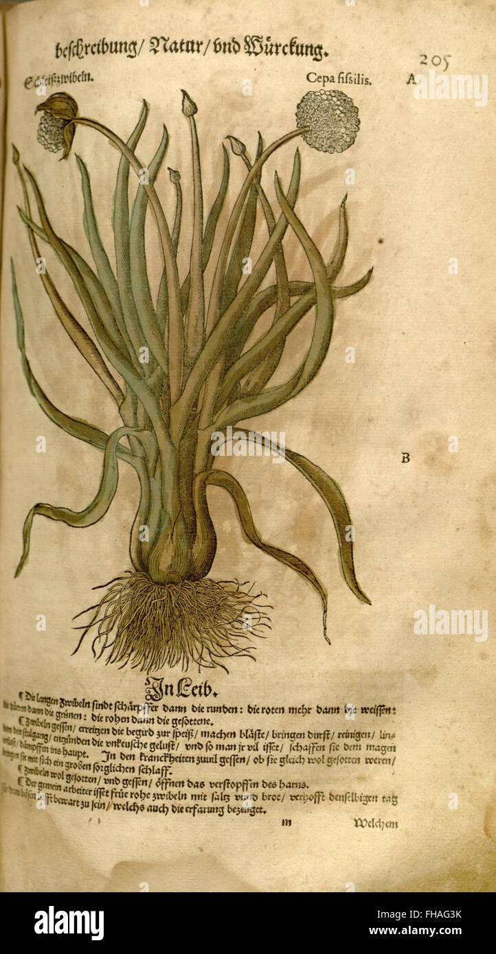 A botanical and pharmacological reference work detailing Dioscorides ...