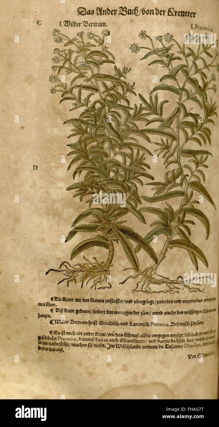 New Kreuterbuch, Botany, Medical De Materia Medica Dioscorides Pedanius ...