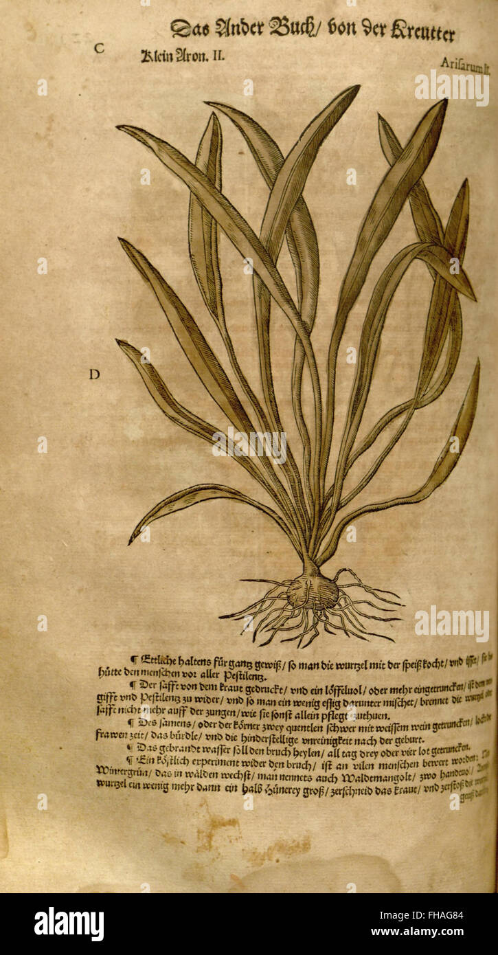 An early botanical work on medicinal plants by Dioscorides Pedanius ...