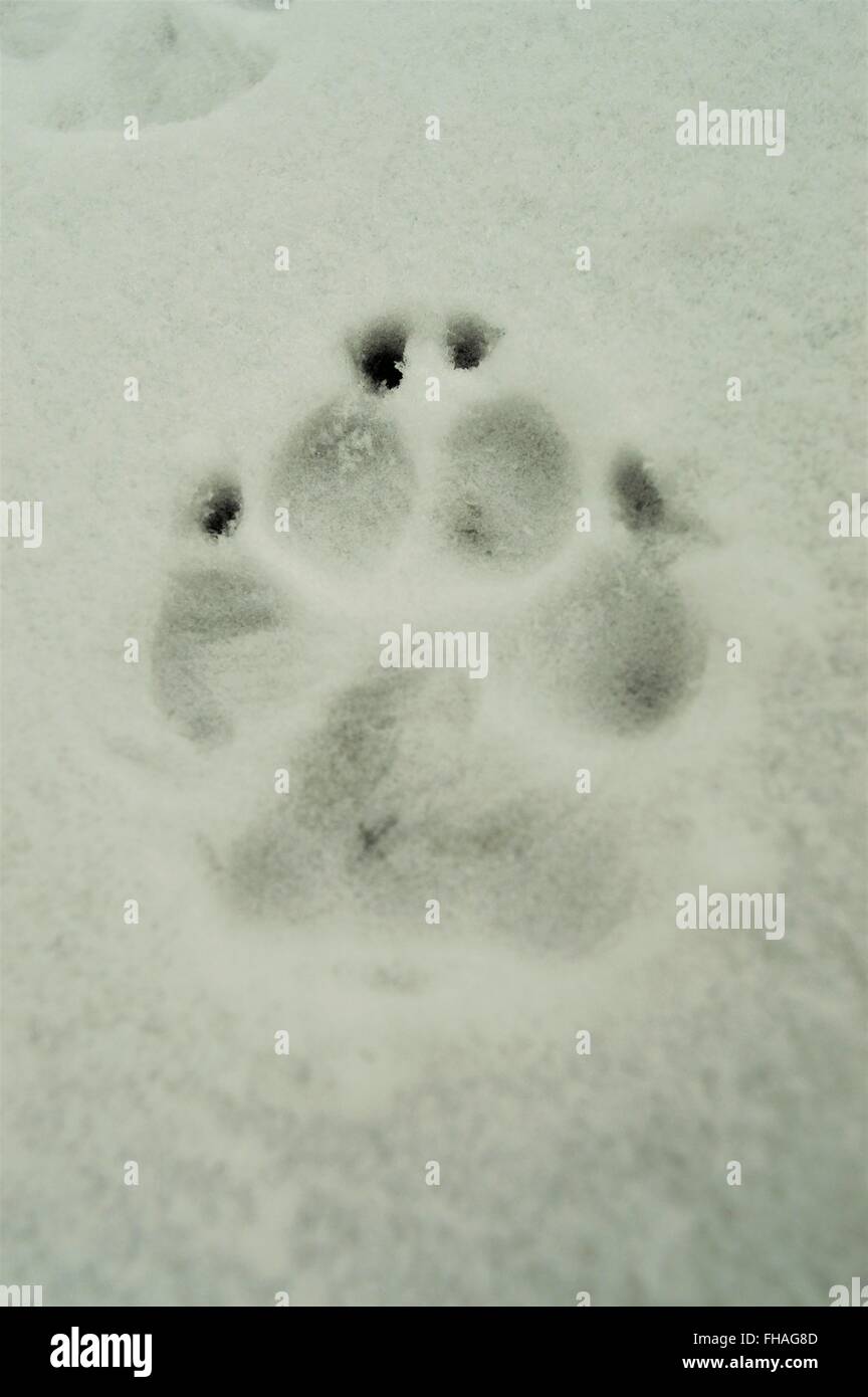 Canine track hi-res stock photography and images - Alamy