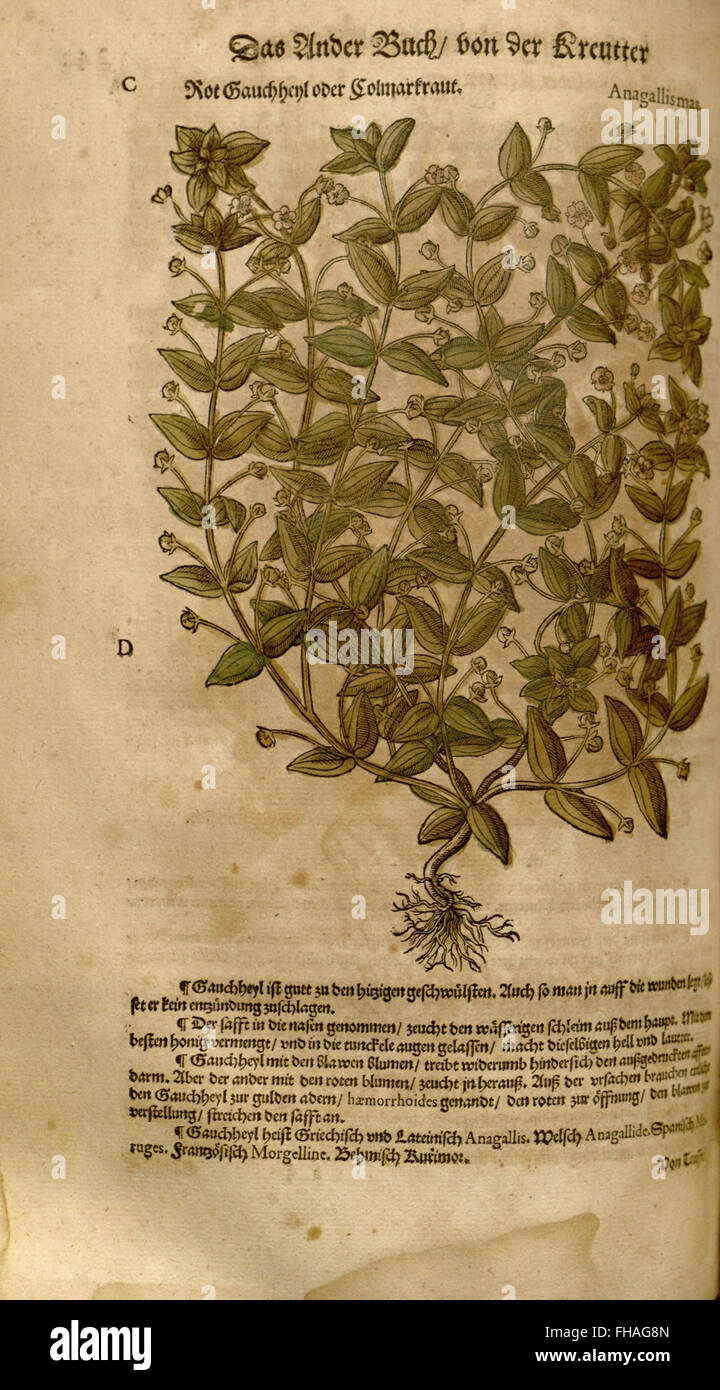 New Kreüterbuch, Botany, Medical plants, Materia Medica, Dioscorides ...