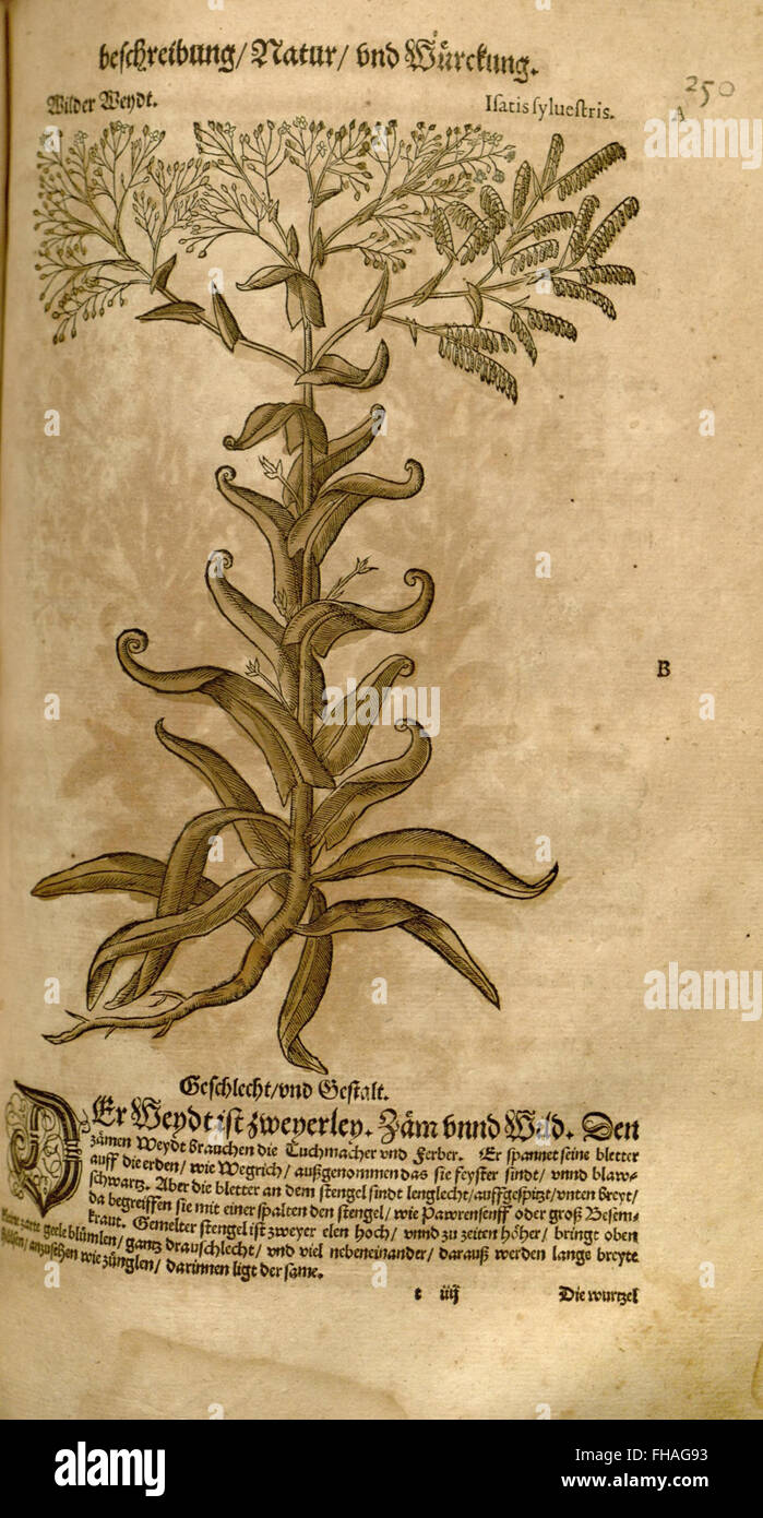 A historical medical and botanical dictionary, focusing on the ...