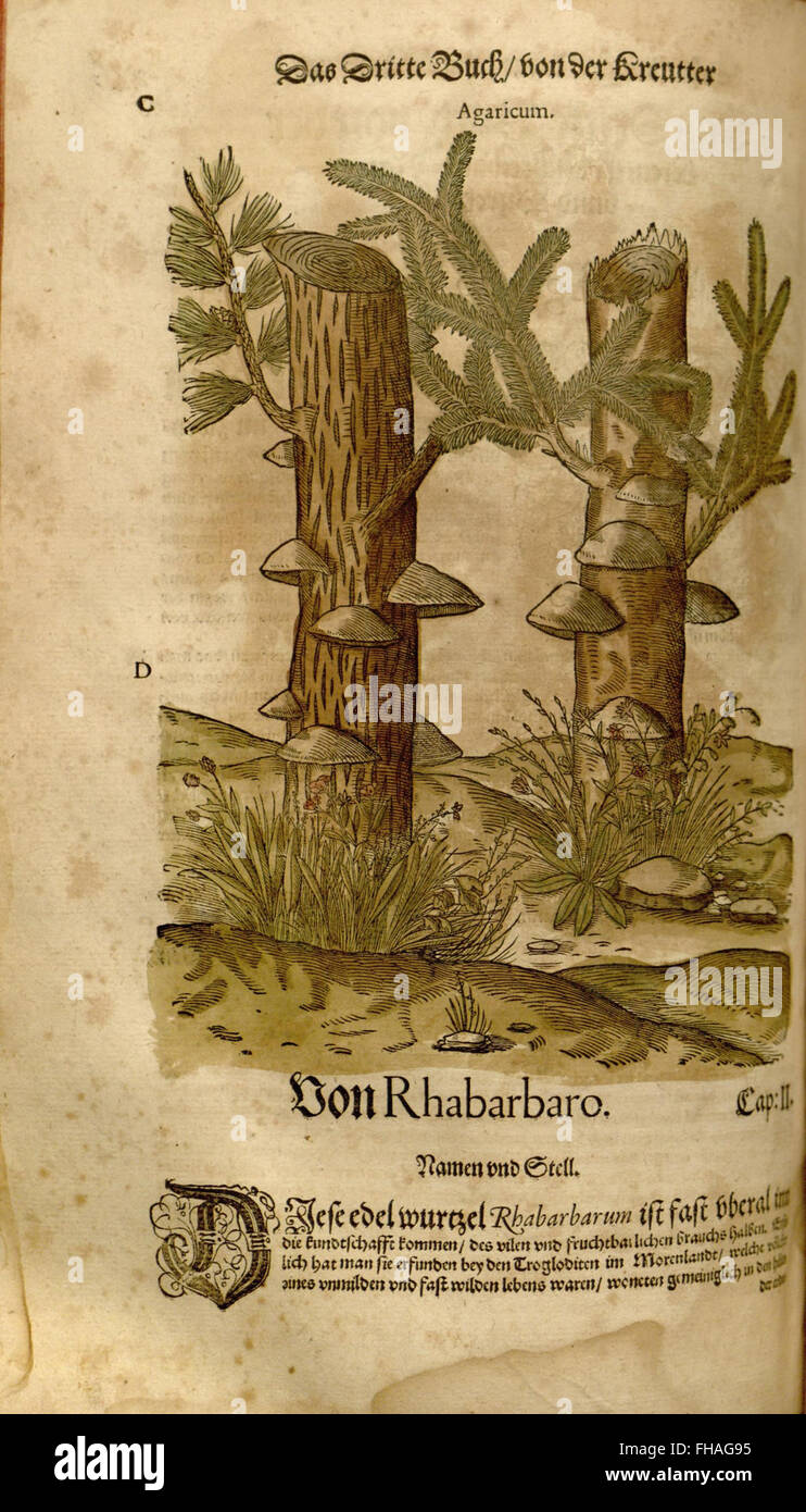New Kreuterbuch, Botany, Medical De Materia Medica Dioscorides Pedanius ...