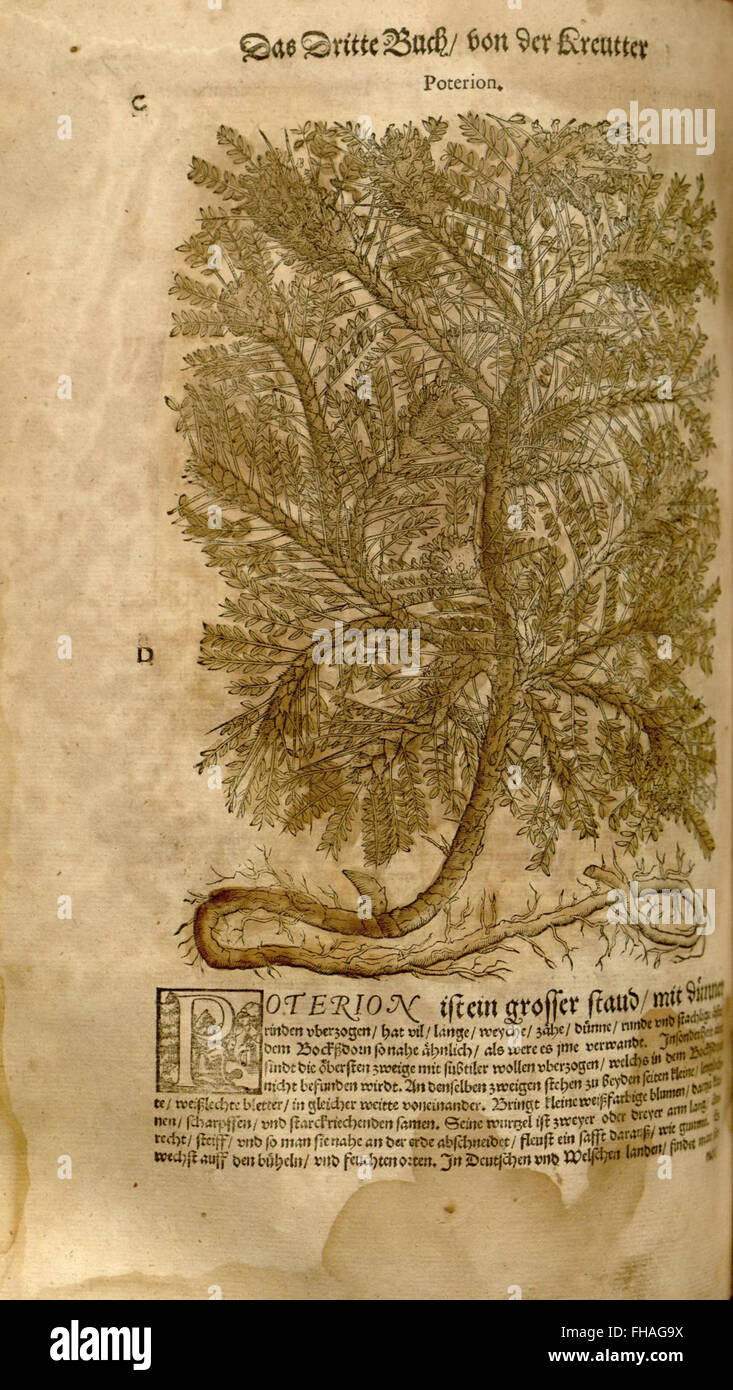 A detailed botanical work focusing on medicinal plants, drawing from ...