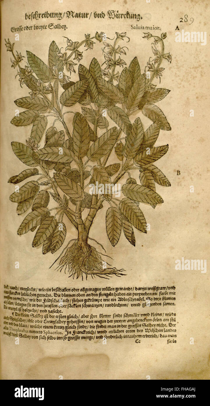 An early botany and materia medica work from Dioscorides, archived at ...
