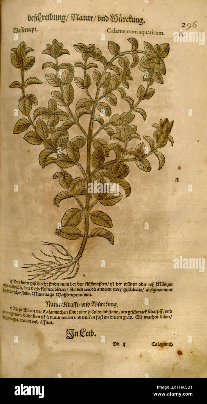 1800s botany hi-res stock photography and images - Alamy