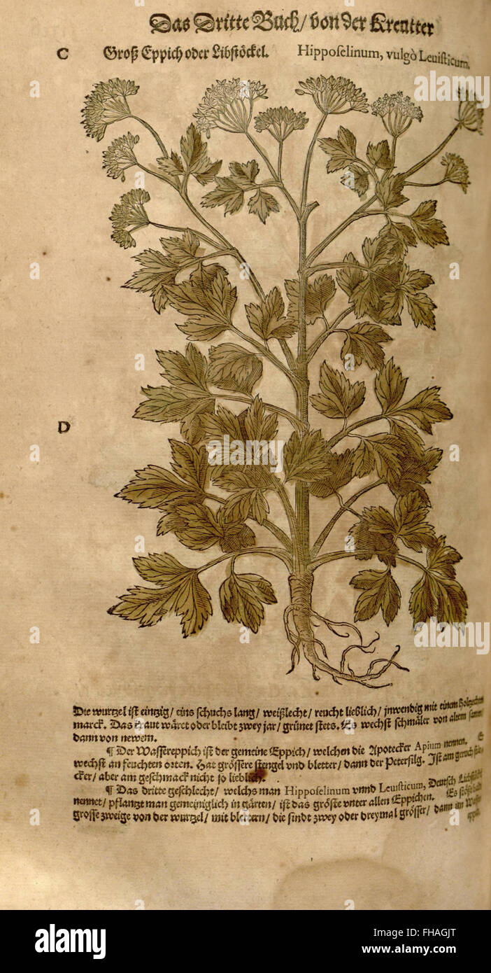 An early medicinal plant reference, detailing the work of Dioscorides ...