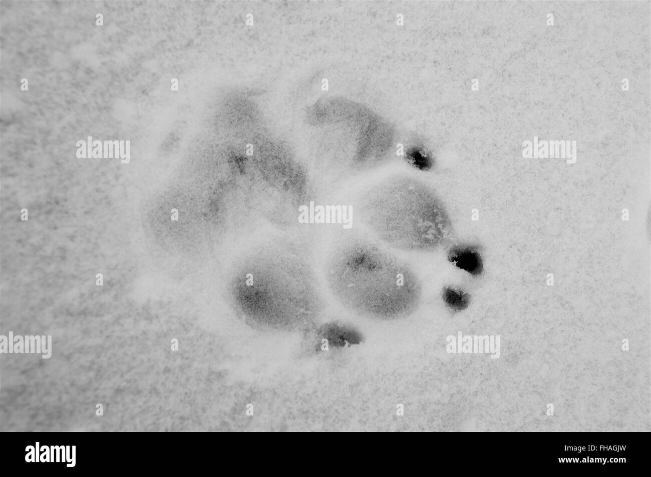 Solo single Black and White Stock Photos & Images - Alamy