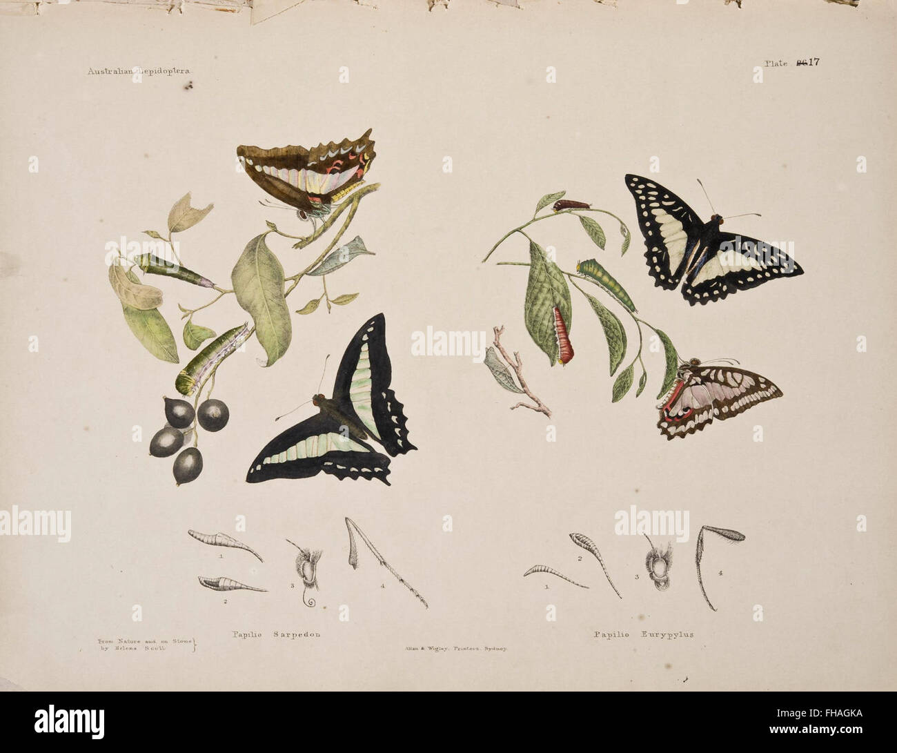 A comprehensive guide on Australian Lepidoptera, detailing butterfly ...