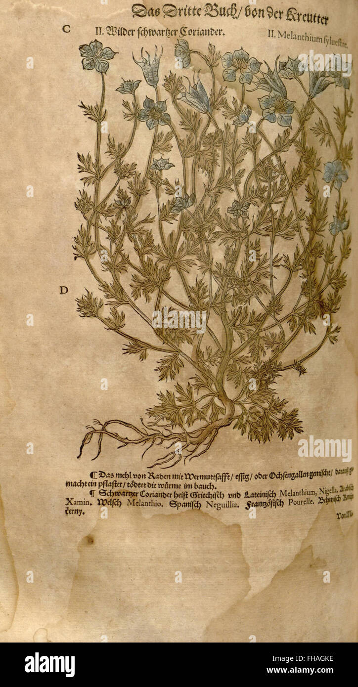 A German botanical work by Dioscorides Pedanius, detailing medicinal ...