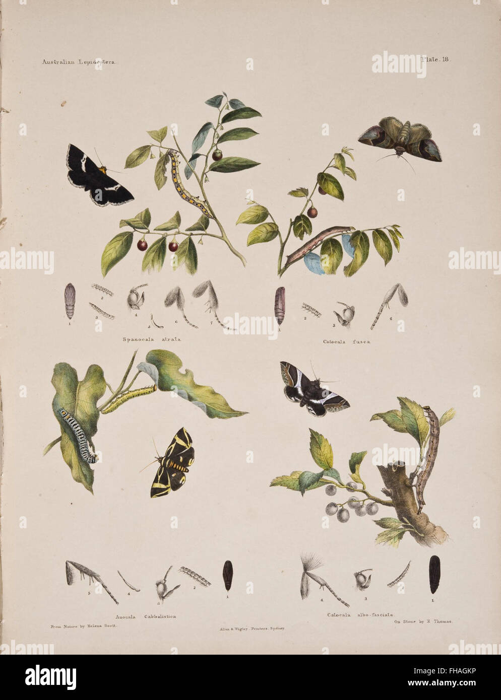 An in-depth study and illustration of Australian butterflies and moths ...