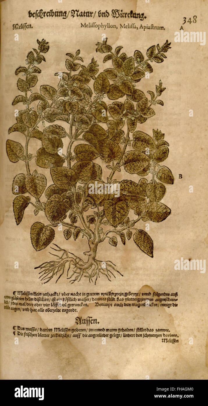 A comprehensive 16th-century herbal compendium detailing medicinal ...