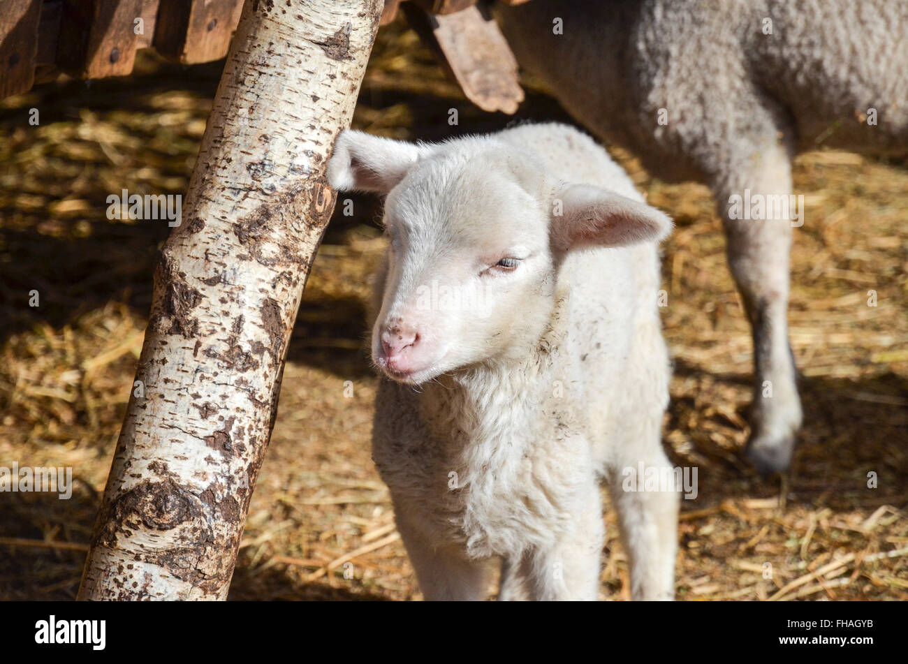 White sheep farm animal hi-res stock photography and images - Alamy