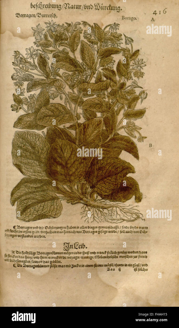 Early medical botanical work on materia medica by Dioscorides, 1800s ...