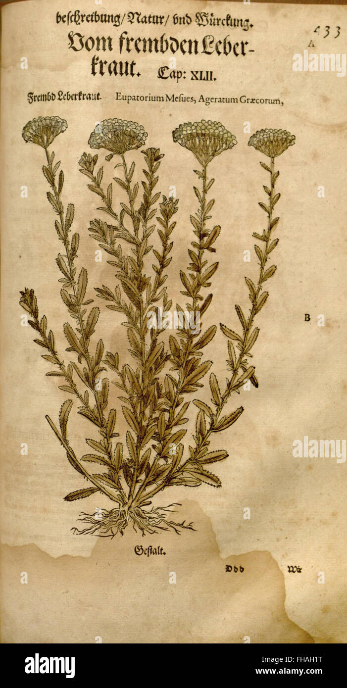New Herbal, Botany, Medical De Materia Medica Dioscorides Pedanius ...
