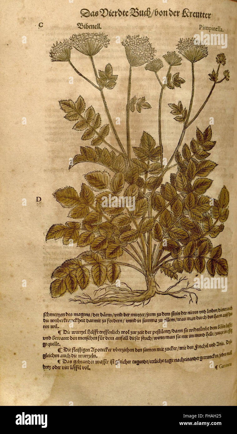 New Kreüterbuch, Botany, Medical De Materia Medica Dioscorides Pedanius ...