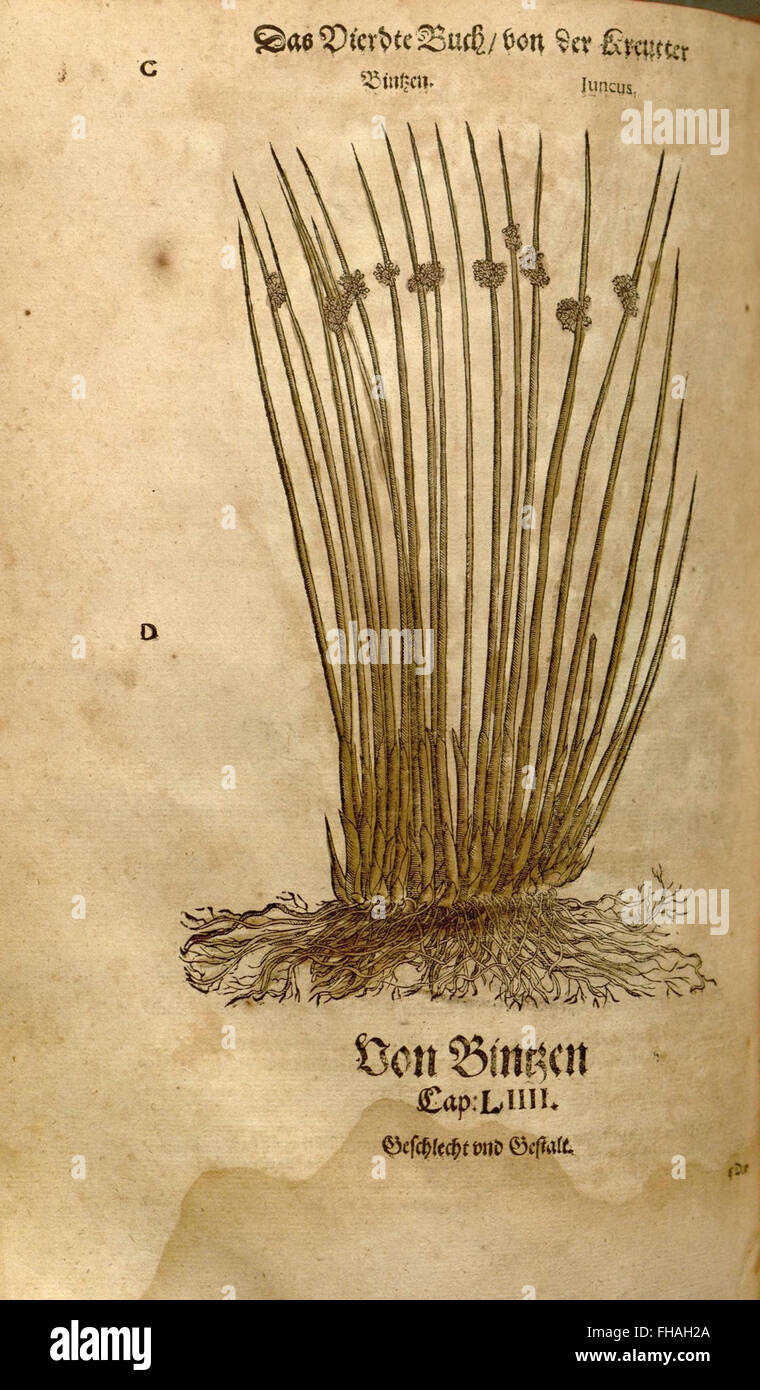 An early work on medicinal plants from Dioscorides' *De Materia Medica ...