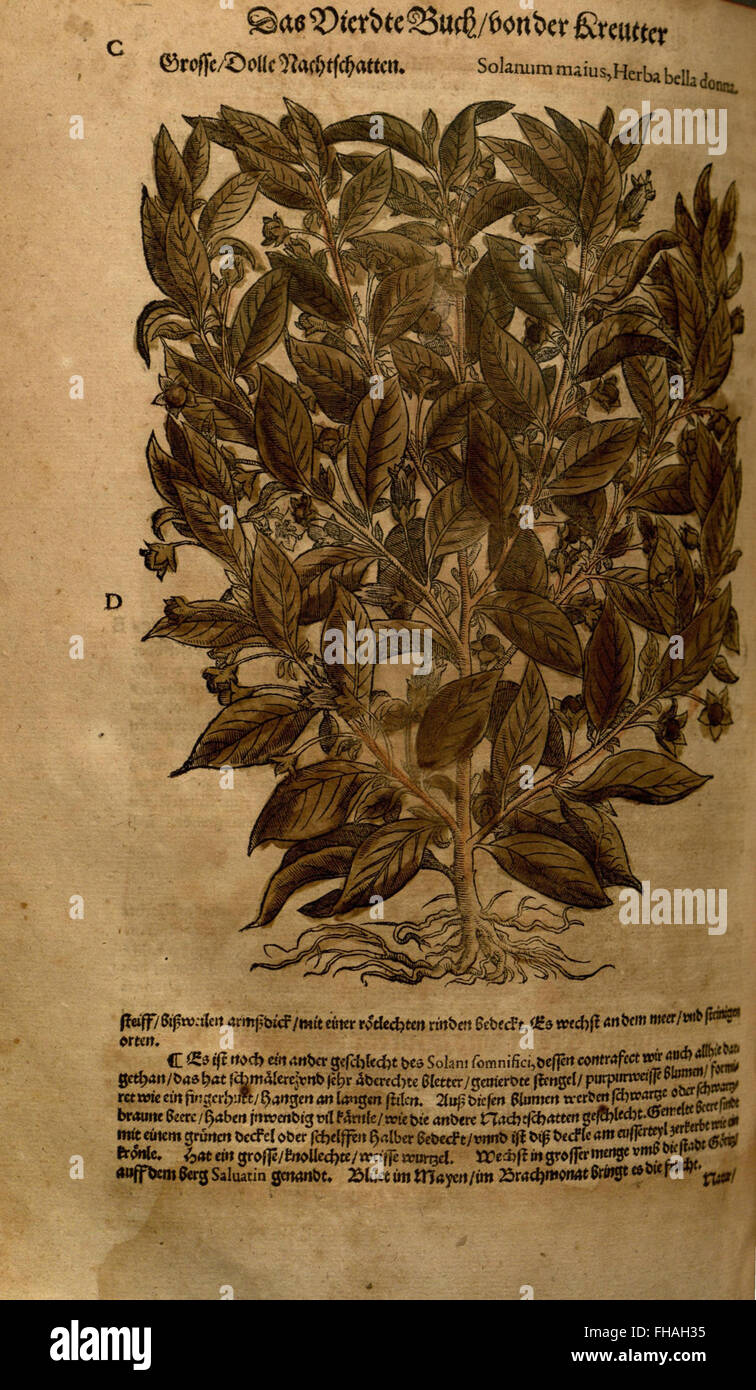 An early botanical work by Dioscorides Pedanius, detailing medicinal ...
