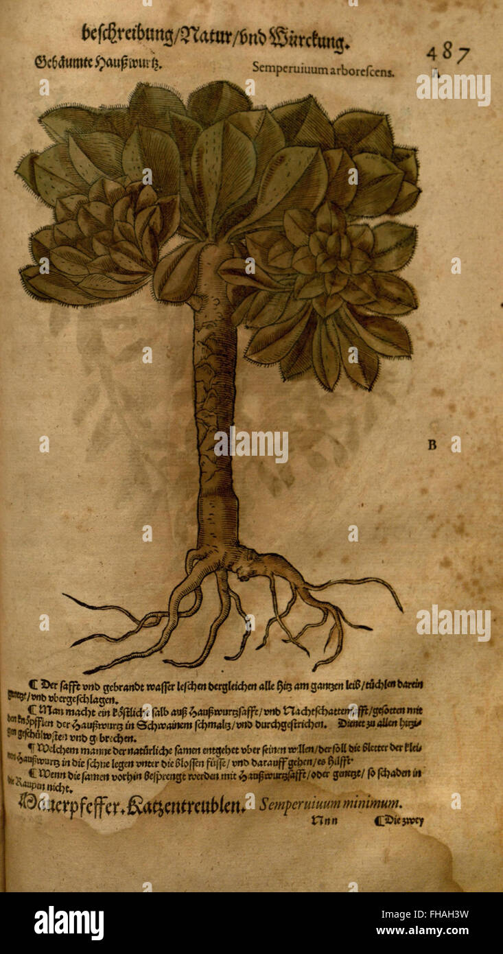 A botanical and medical study focusing on Dioscorides' works on materia ...