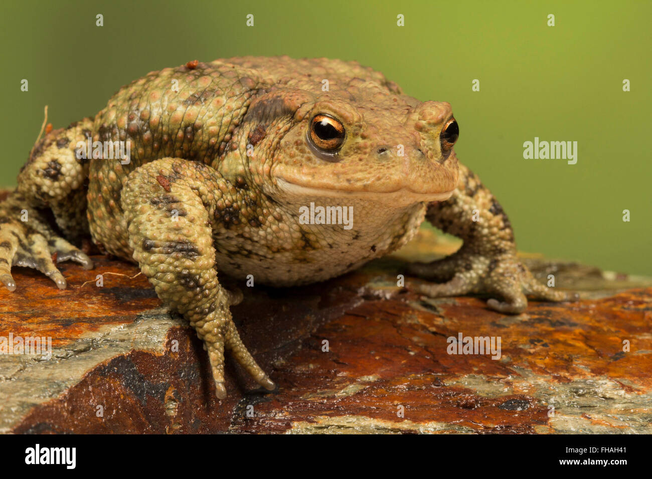 Common tree toad hi-res stock photography and images - Alamy