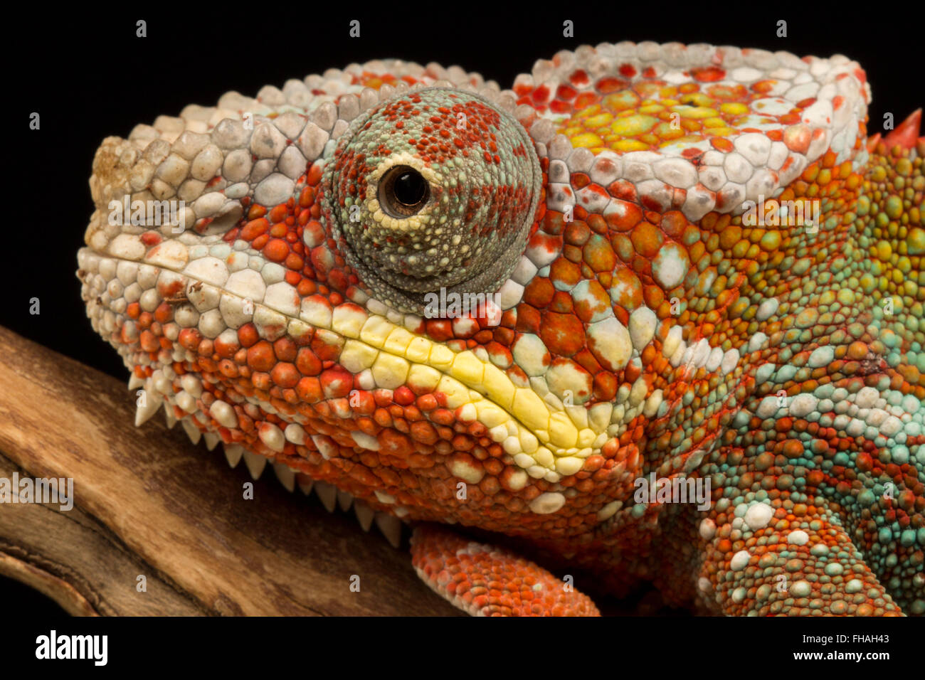 Chameleon shedding hi-res stock photography and images - Alamy