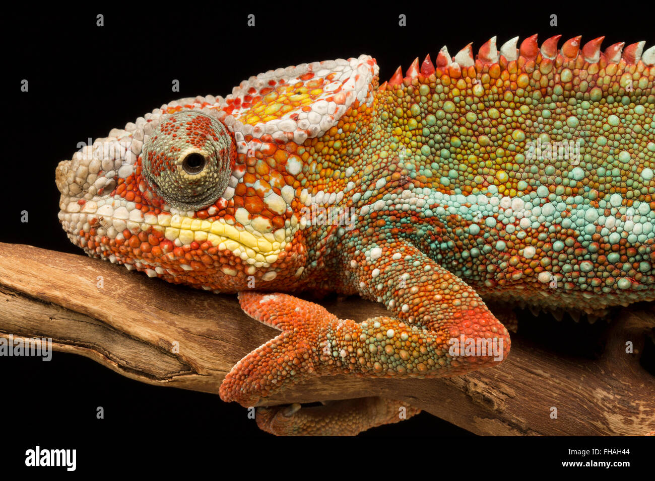 Chameleon shedding hi-res stock photography and images - Alamy