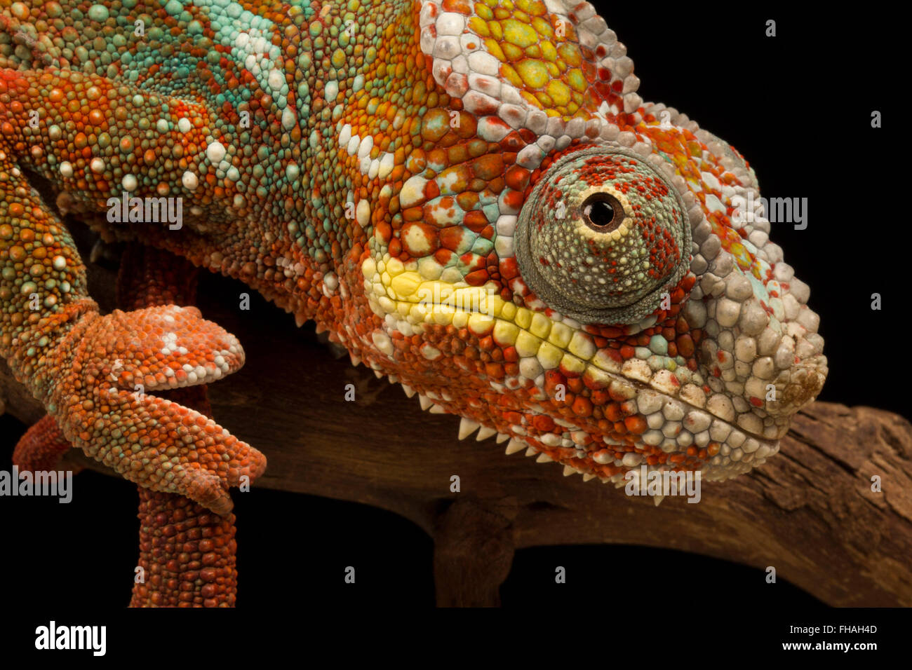 Chameleon shedding hi-res stock photography and images - Alamy