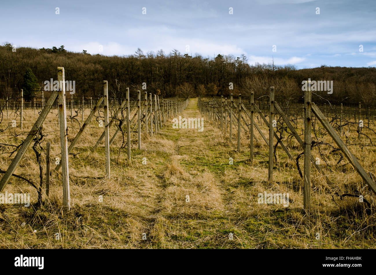 old abandoned vineyard in spring time Stock Photo - Alamy