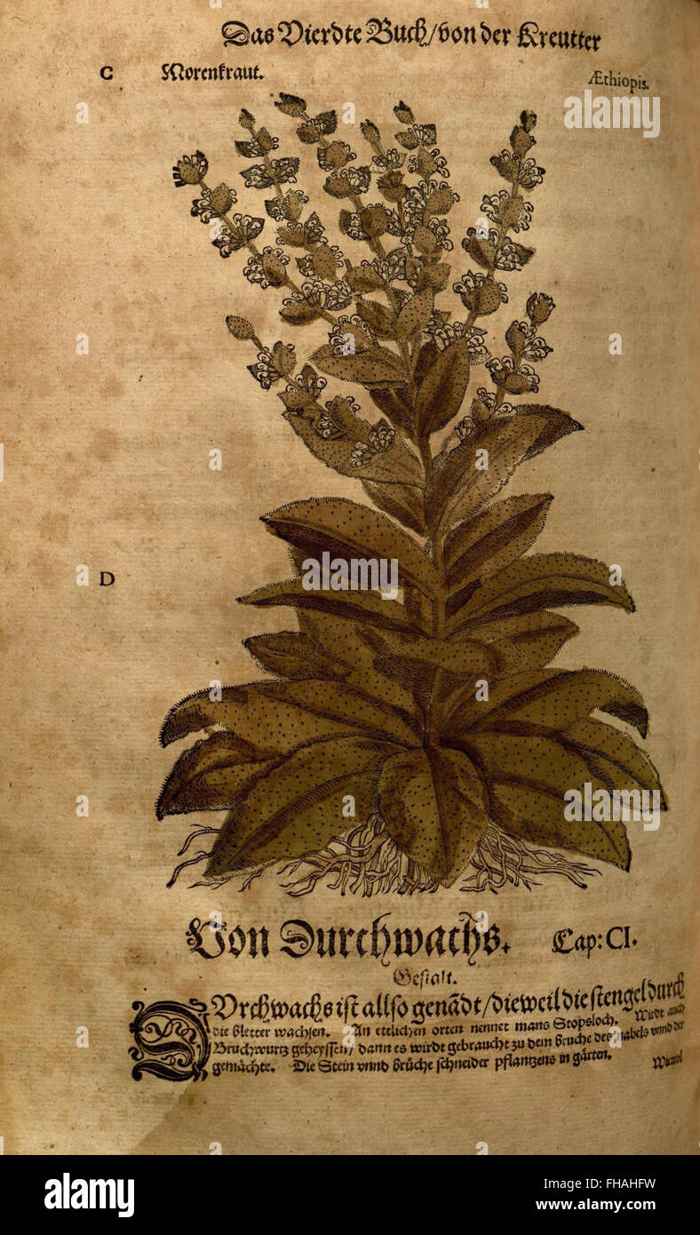 An early 1800s medicinal botany work by Dioscorides, detailing the use ...