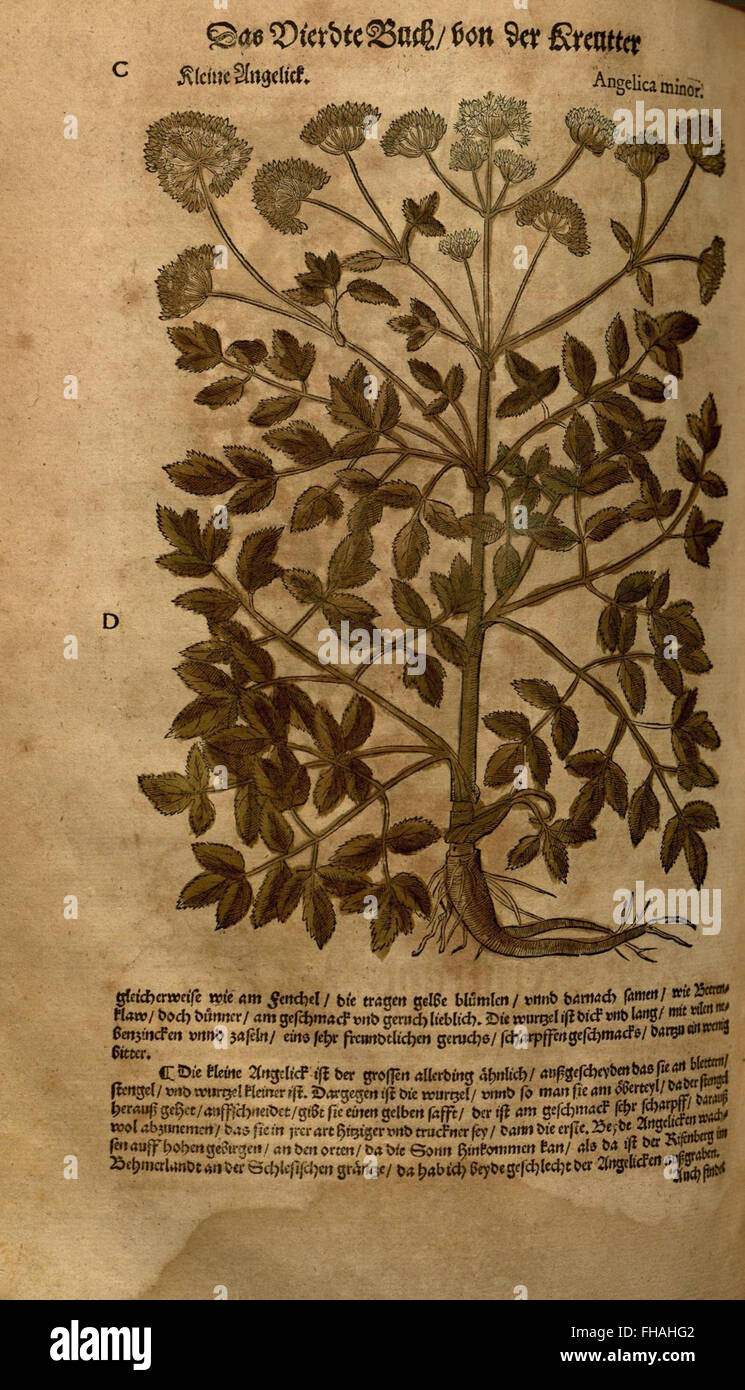 An early botanical work focusing on the cataloging and description of ...