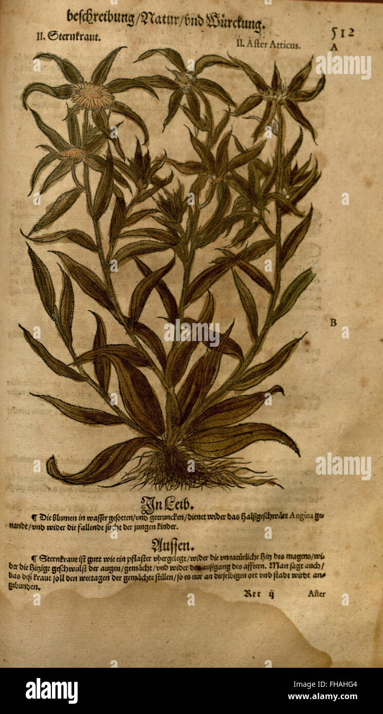 New Kreterbuch, Botany, Medical De Materia Medica Dioscorides Pedanius ...