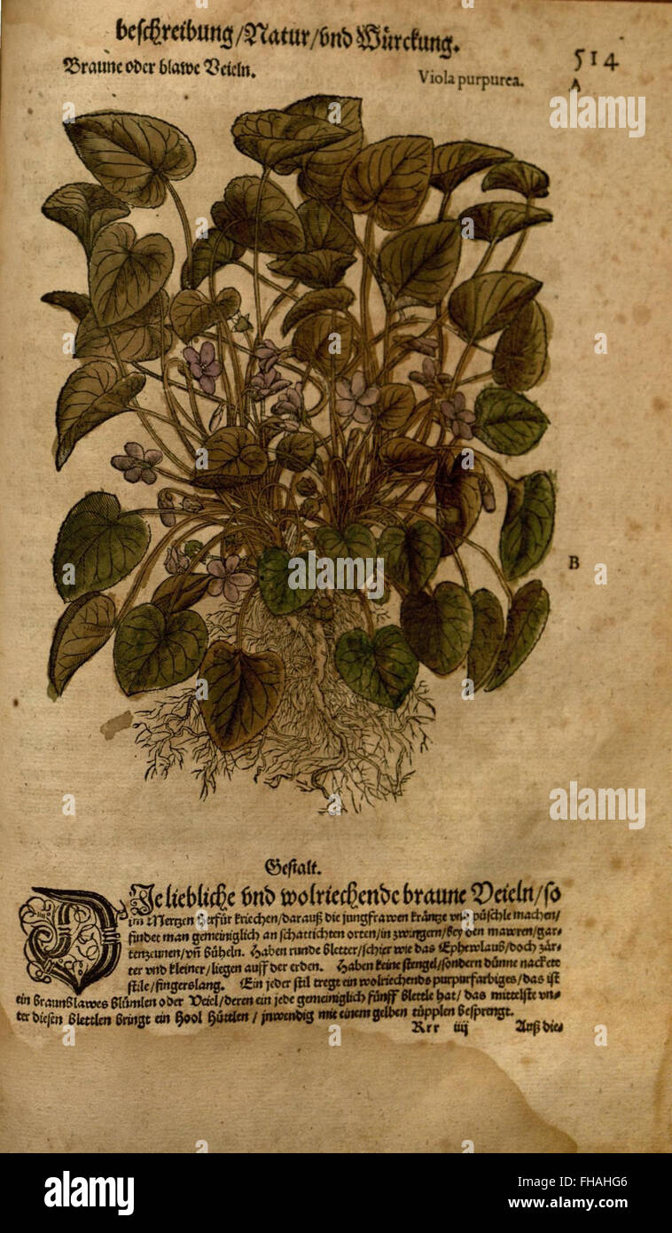 ‘De Materia Medica’ by Dioscorides Pedanius, an early work on medicinal ...