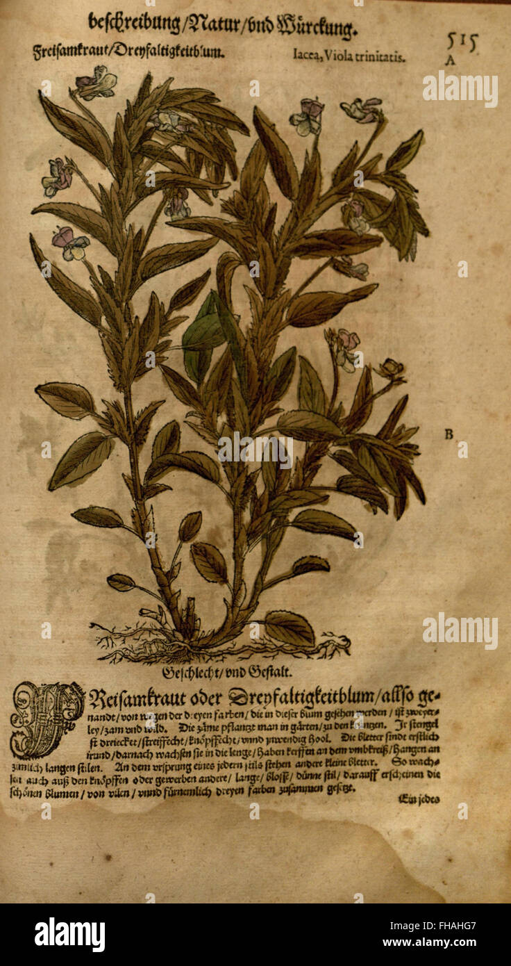New Kreütterbuch, a medical botany text from the early 1800s, exploring ...