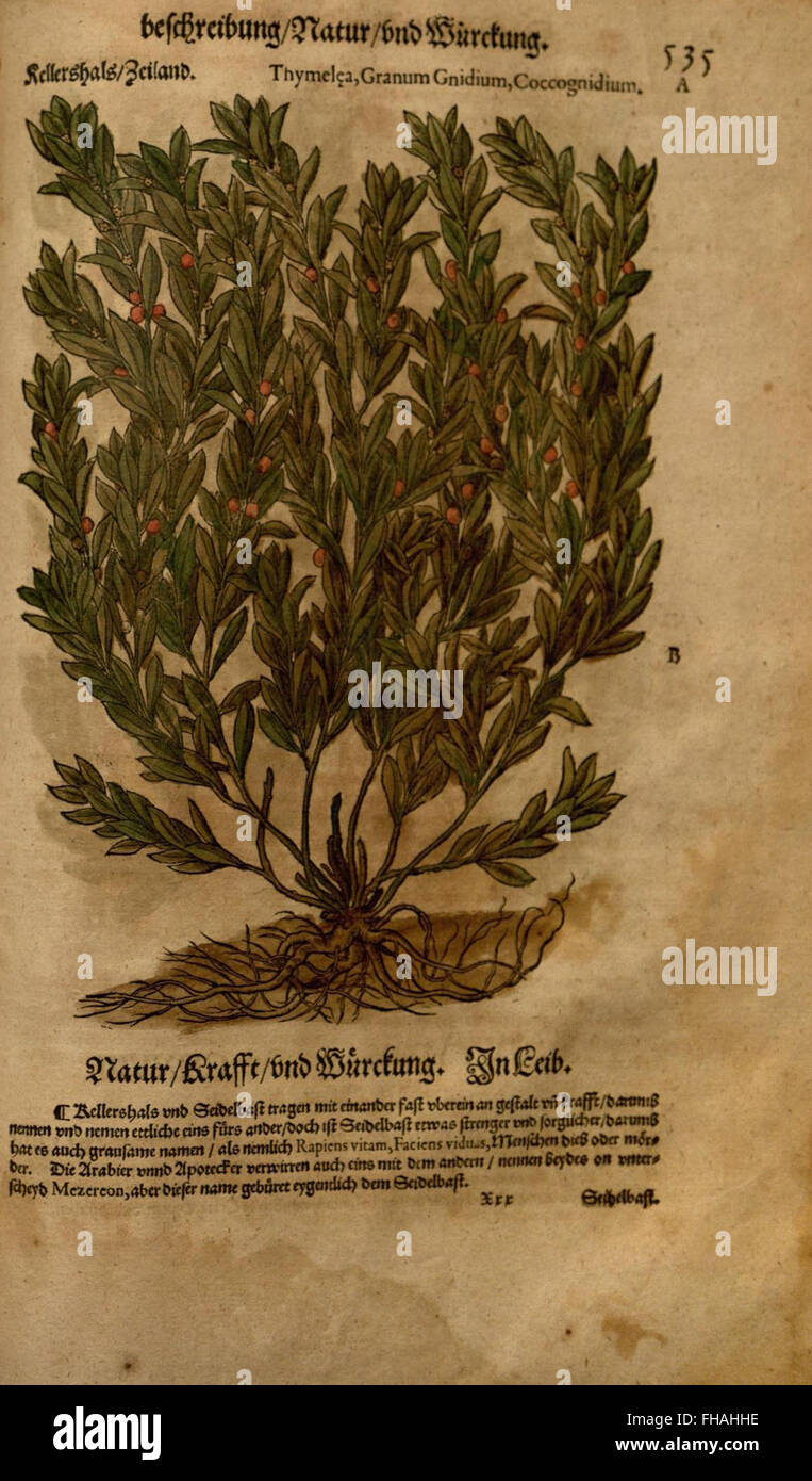 A key work on medicinal plants and materia medica from Dioscorides ...