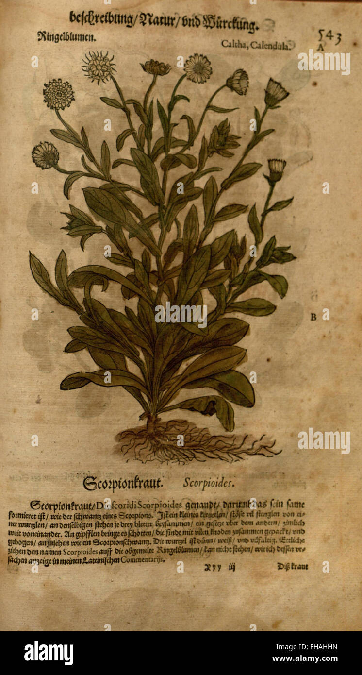 A German botanical lexicon containing comprehensive definitions and ...