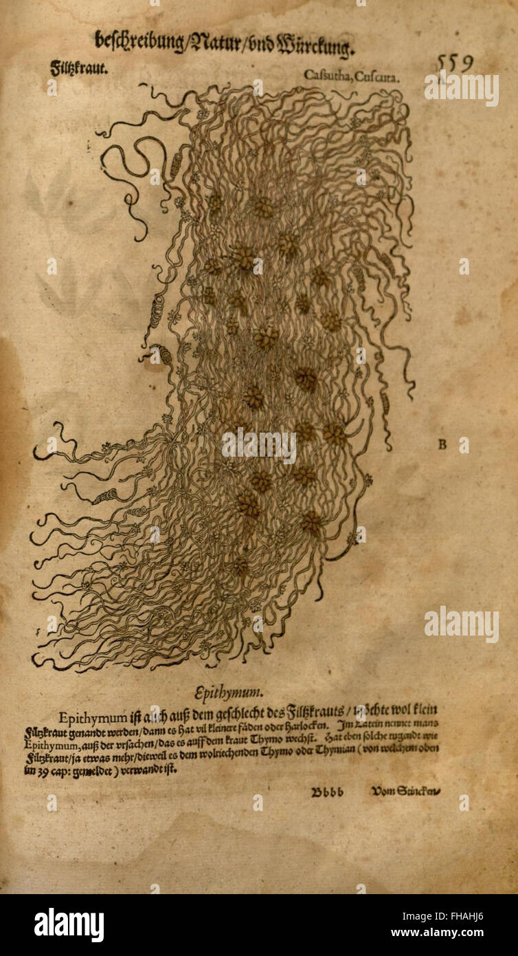 An early work on the materia medica by Dioscorides Pedanius, focusing ...