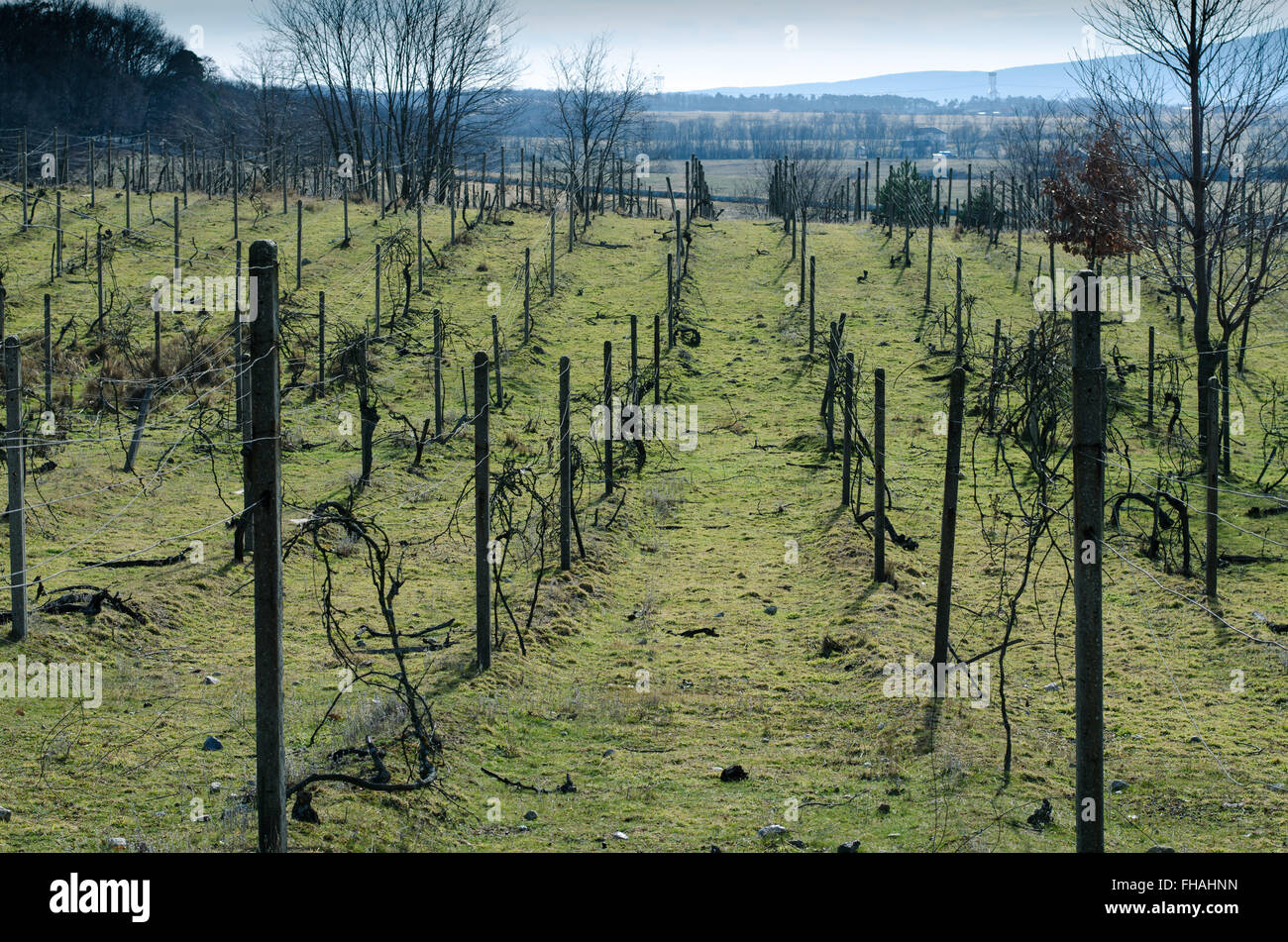 old abandoned vineyard in spring time Stock Photo - Alamy