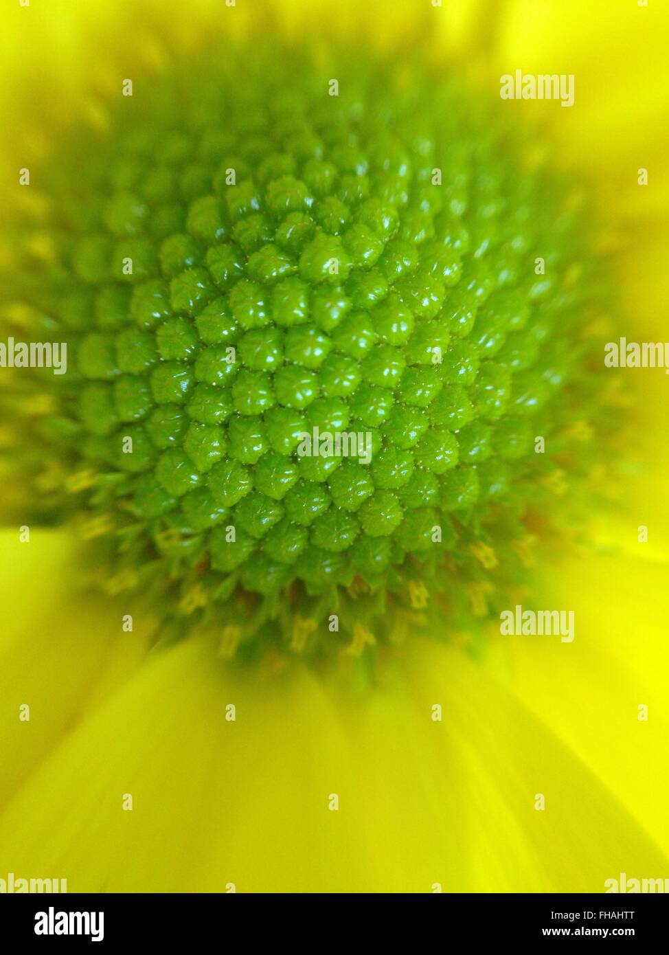 Micro Yellow Daisy Flower Stamen Stock Photo - Alamy