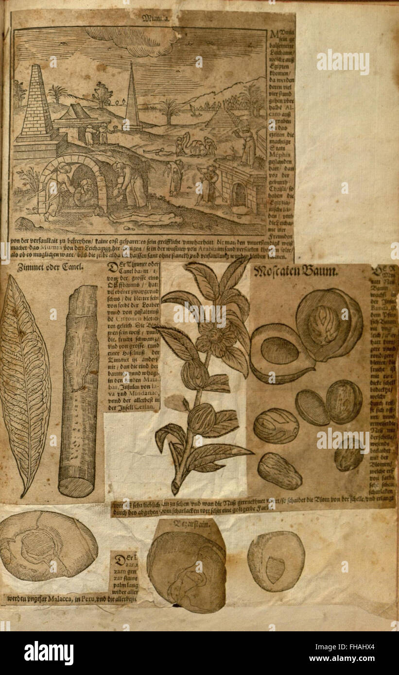 A historical botany text by Dioscorides, focused on medicinal plants ...