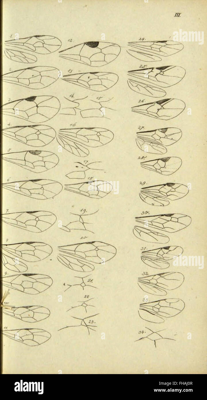 A comprehensive entomological nomenclature catalog from Europe, listing ...