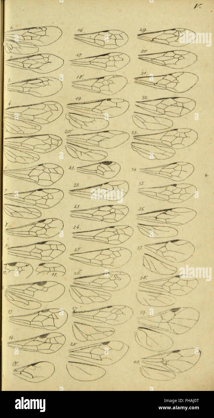 A catalog of insects from Europe, detailing species and classifications ...