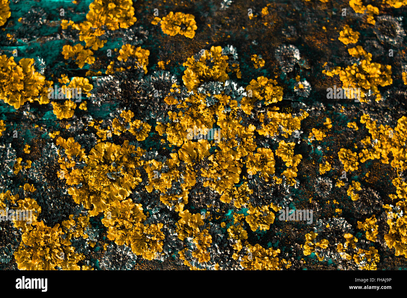 Background - tree texture with moss and fungus and - tree texture with ...