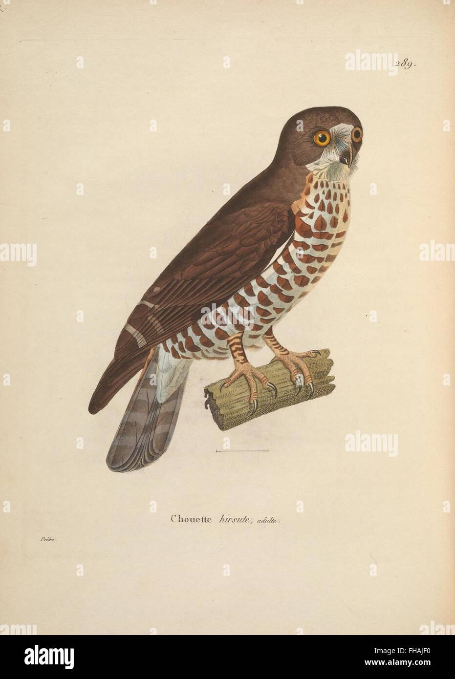 A collection of color plates depicting birds, focusing on the diversity ...