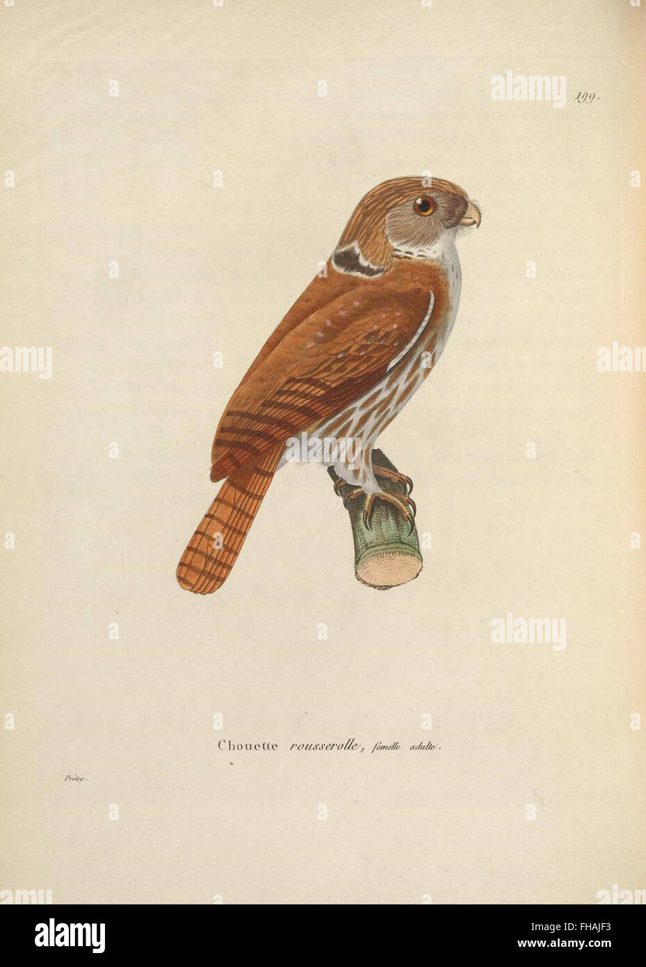 A collection of hand-colored illustrations of bird species, showcasing ...