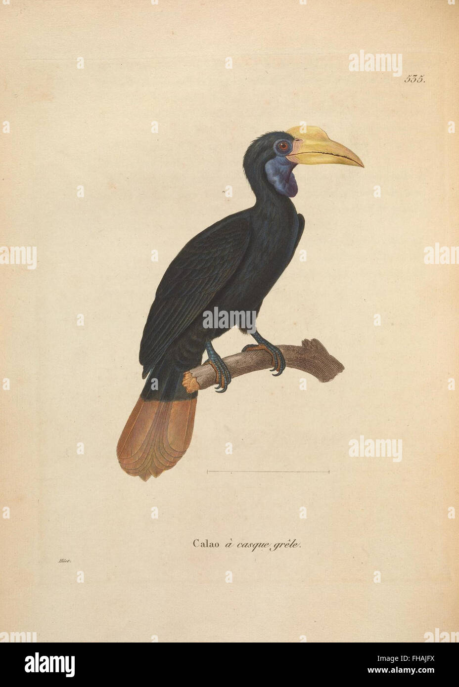 A beautiful collection of hand-colored plates depicting various bird ...