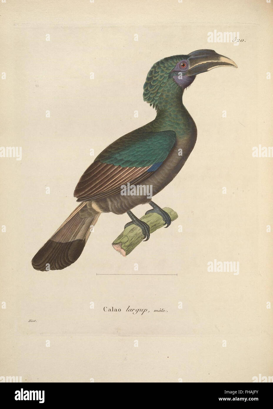 A collection of hand-colored bird illustrations from a French work ...