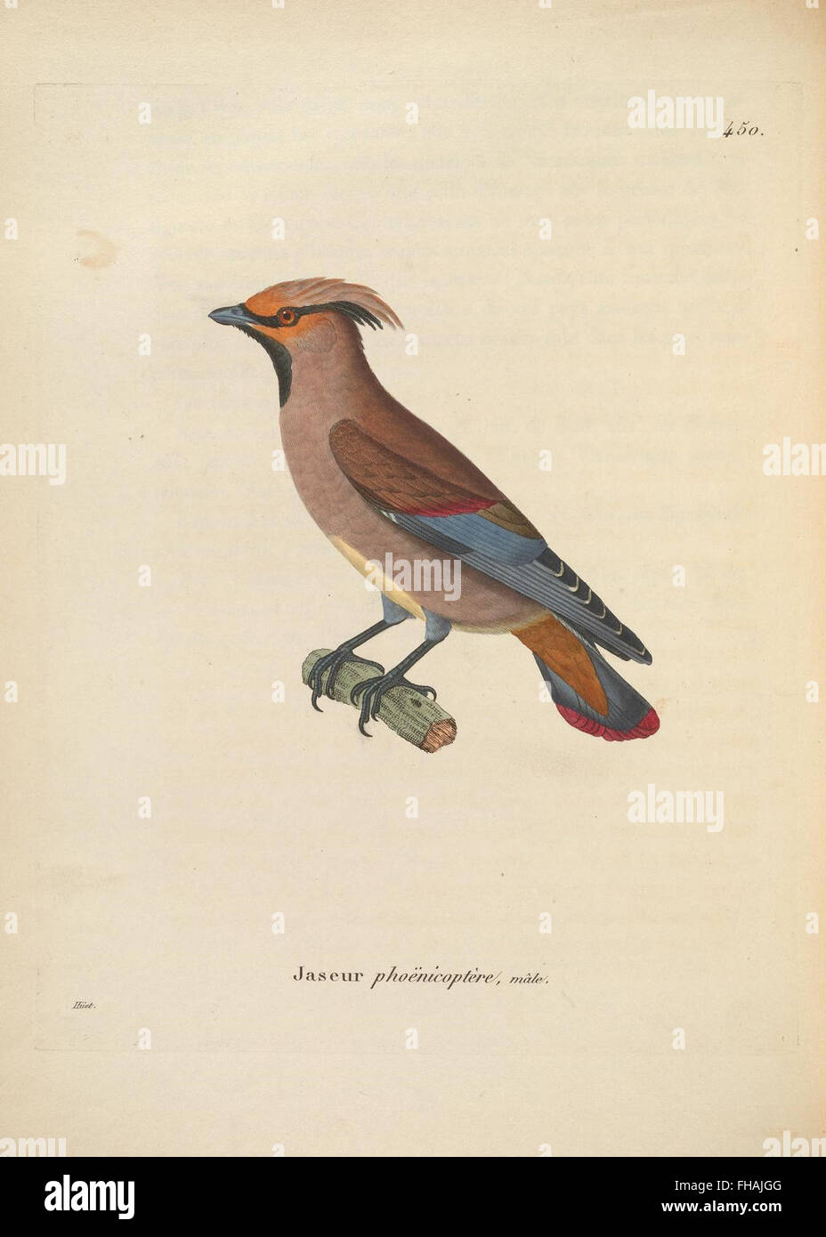 A French work presenting a collection of colored plates depicting birds ...